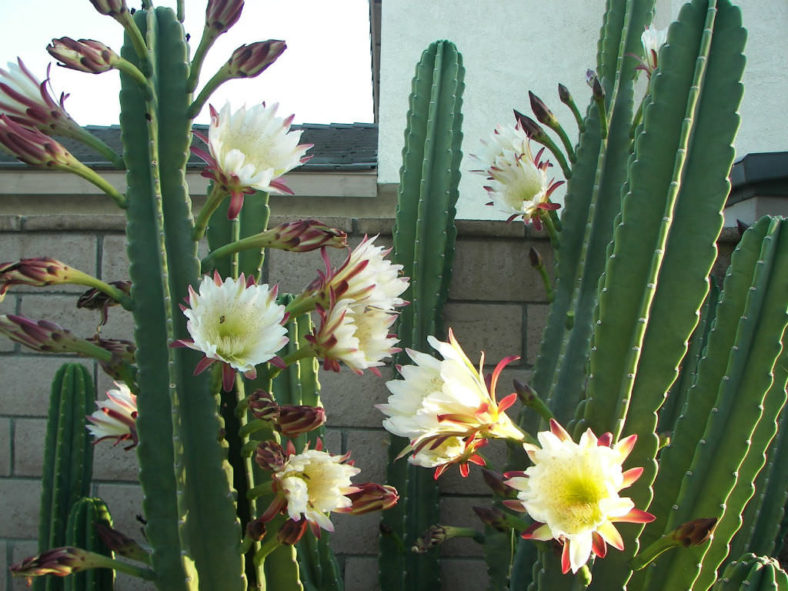 How to Grow and Care for Cereus - World of Succulents
