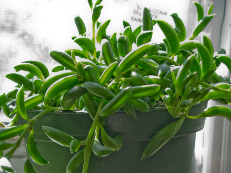 Curio radicans (String of Bananas) - World of Succulents