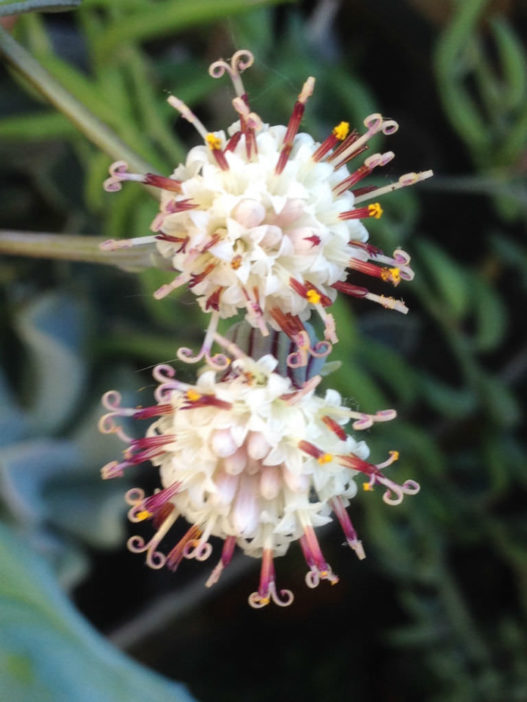 Curio radicans (String of Bananas) - World of Succulents