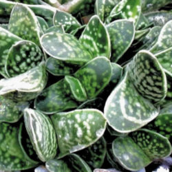 Gasteria bicolor var. liliputana (Dwarf Gasteria) - World of Succulents