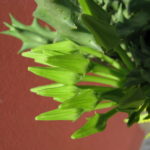 Orbea lutea - Yellow Carrion Flower | World of Succulents