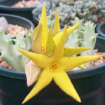 Orbea lutea (Yellow Carrion Flower) - World of Succulents