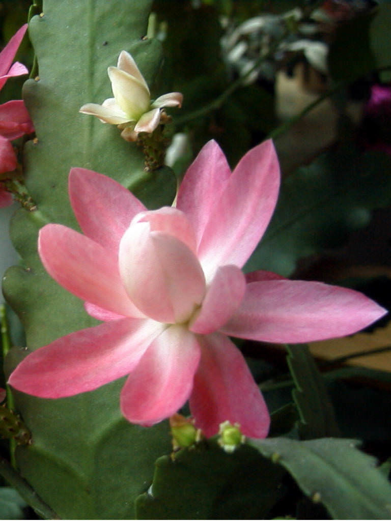 Disocactus phyllanthoides - Nopalillo, German Empress | World of Succulents