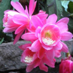 Disocactus phyllanthoides - Nopalillo, German Empress | World of Succulents