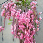 Disocactus phyllanthoides - World of Succulents