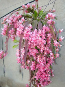 Disocactus phyllanthoides - World of Succulents