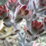 Kalanchoe tomentosa - Panda Plant | World of Succulents