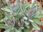 Kalanchoe tomentosa (Panda Plant) - World of Succulents
