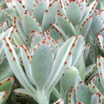 Kalanchoe tomentosa - Panda Plant | World of Succulents