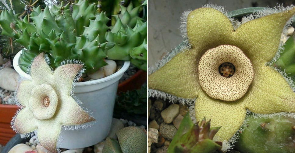 Orbea ciliata (Starfish Stapelia) - World of Succulents