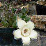 Orbea ciliata (Starfish Stapelia) - World of Succulents