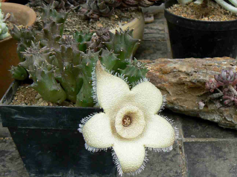 Orbea ciliata (Starfish Stapelia) - World of Succulents