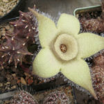 Orbea ciliata (Starfish Stapelia) - World of Succulents