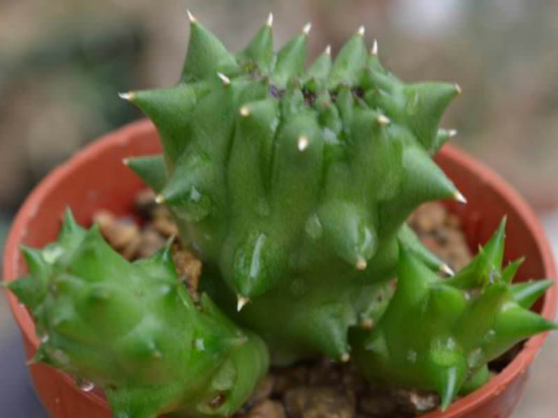 Orbea ciliata (Stapelia ciliata) - Starfish Stapelia | World of Succulents