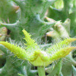 Orbea dummeri (Stapelia dummeri) | World of Succulents