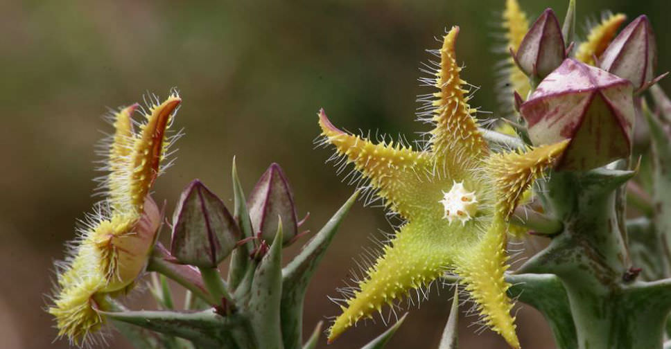 Orbea dummeri - World of Succulents