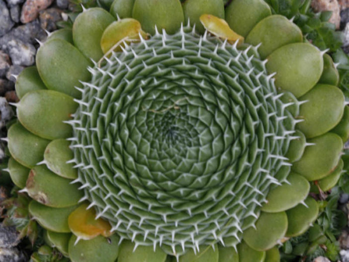 Orostachys spinosa - Dunce's Caps, Chinese Dunce Cap | World of Succulents