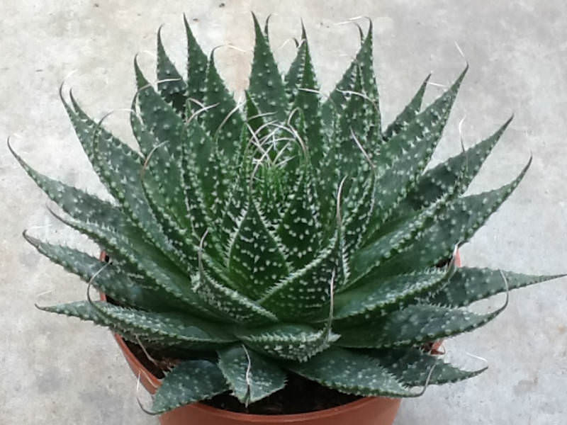 Aloe aristata - Lace Aloe, Torch Plant | World of Succulents