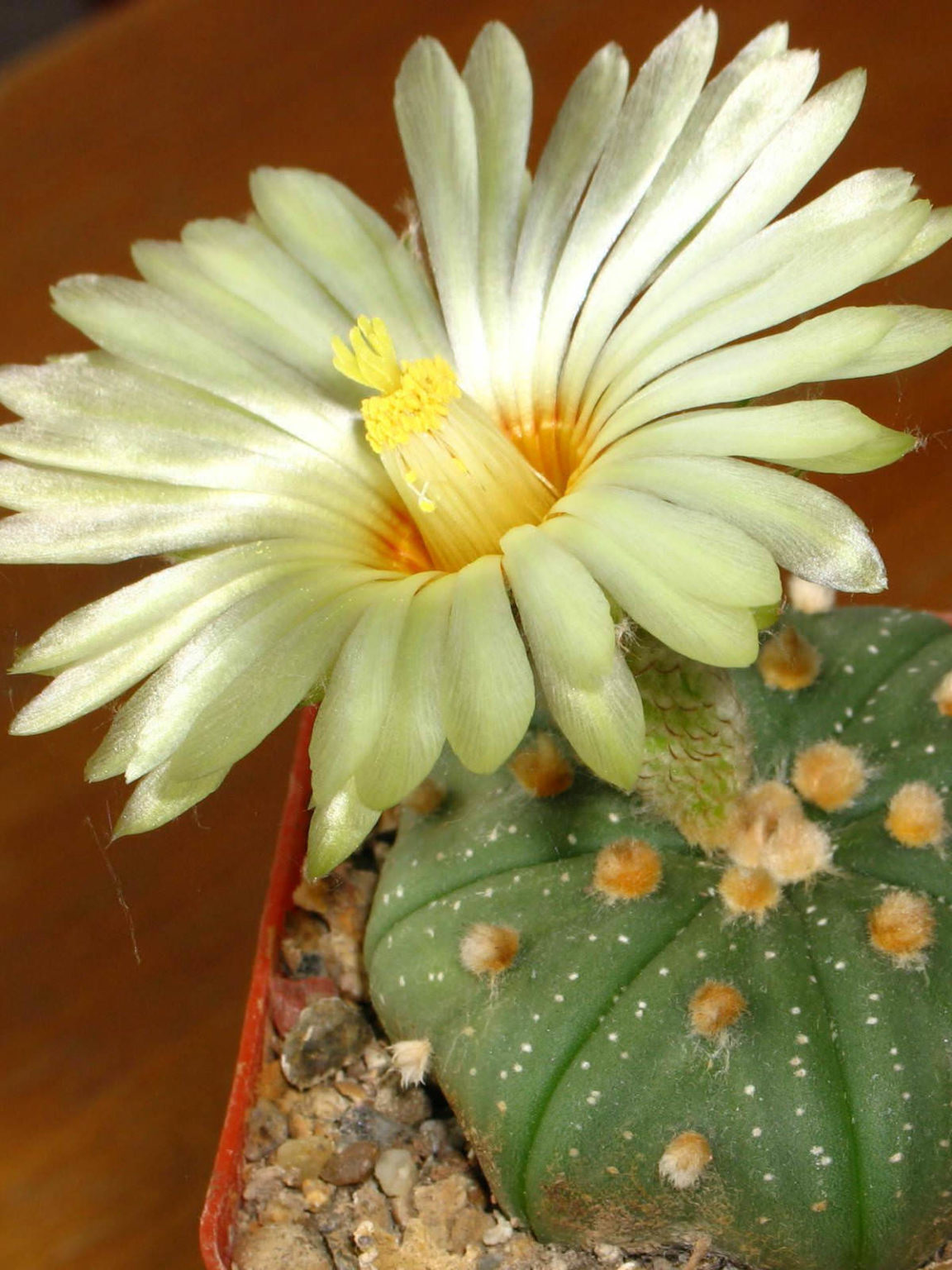 Astrophytum asterias - World of Succulents