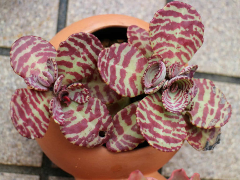 Kalanchoe humilis - World of Succulents