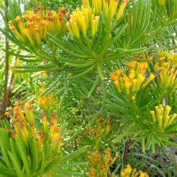 Senecio barbertonicus - World of Succulents