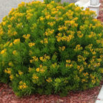 Senecio barbertonicus - World of Succulents