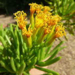 Senecio barbertonicus - World of Succulents