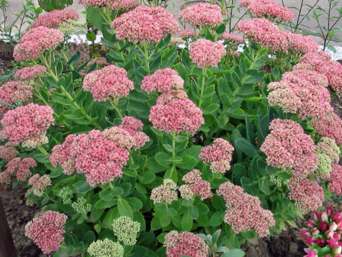 Hylotelephium spectabile (Sedum spectabile) - Showy Stonecrop | World ...