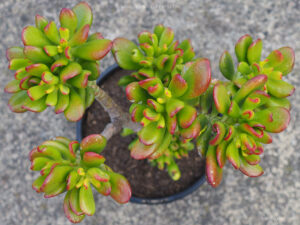 Crassula ovata 'Hobbit' (Hobbit Jade) - World of Succulents