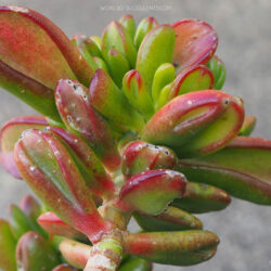 Crassula ovata 'Hobbit' (Hobbit Jade) - World of Succulents