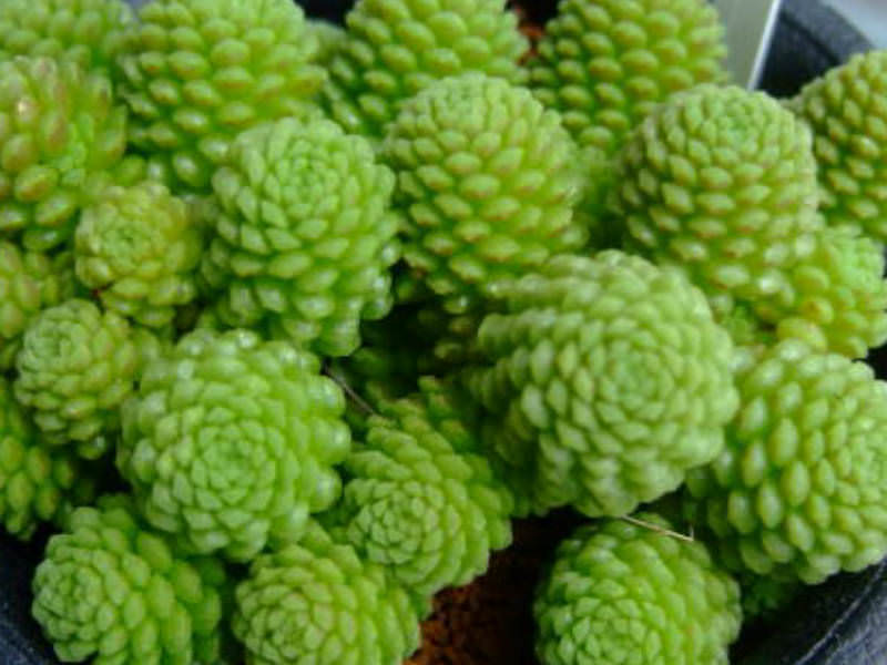 Monanthes polyphylla | World of Succulents