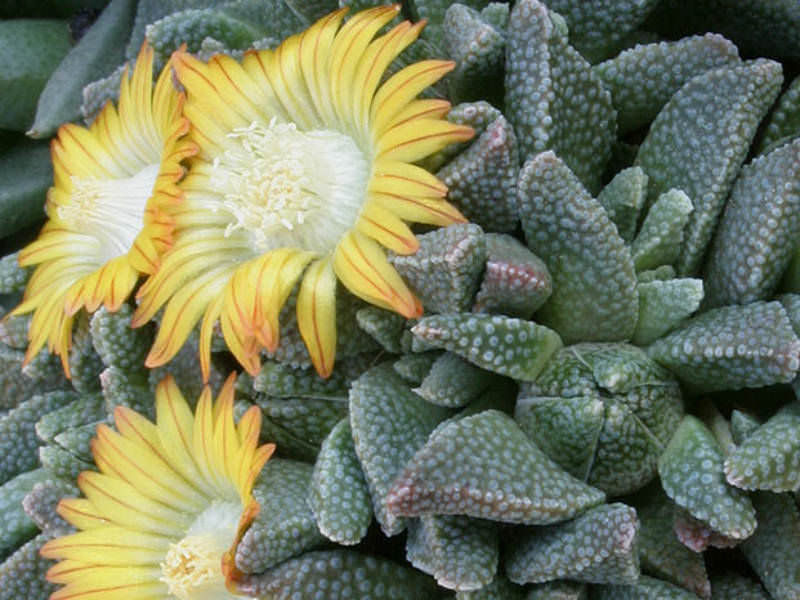 Nananthus vittatus | World of Succulents