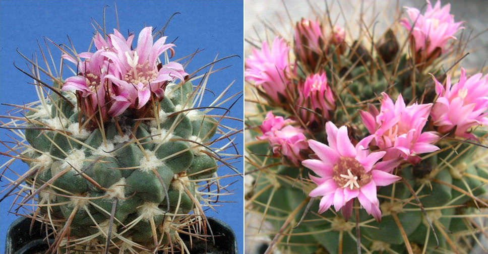 Neowerdermannia vorwerkii - World of Succulents
