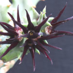 Quaqua mammillaris (Aroena) - World of Succulents