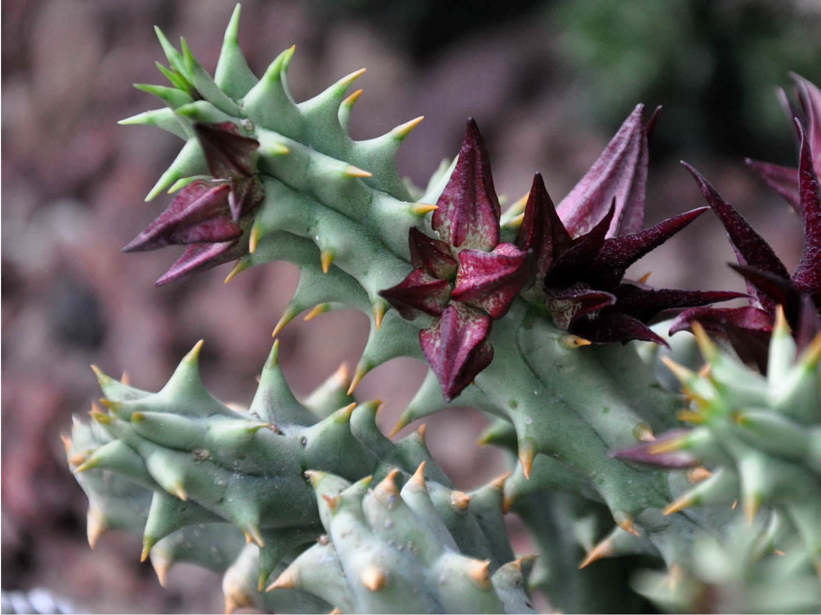 Quaqua mammillaris (Aroena) - World of Succulents