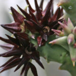 Quaqua mammillaris - Aroena | World of Succulents