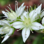 Villadia batesii (Cotyledon batesii) | World of Succulents