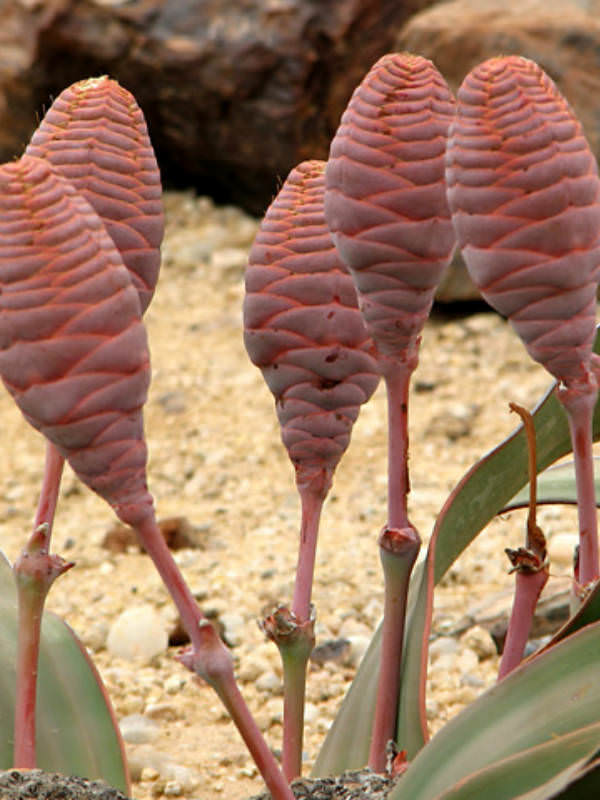 Welwitschia mirabilis - Tree Tumbo, Tumboa | World of Succulents