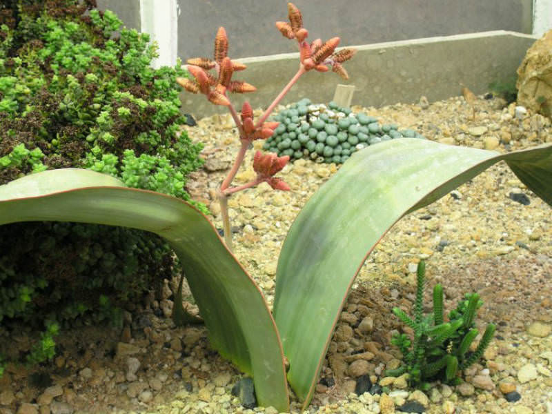 Welwitschia mirabilis - Tree Tumbo, Tumboa | World of Succulents