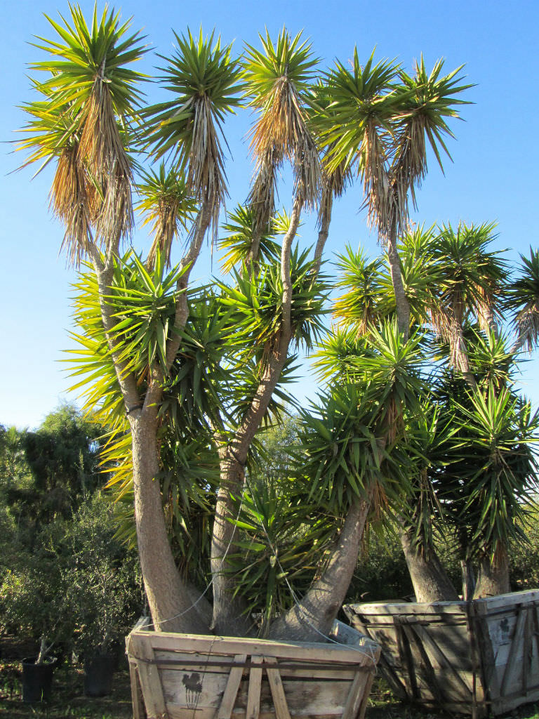 Yucca Gloriosa Spanish Dagger World Of Succulents