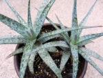 Aloe rauhii (Snowflake Aloe) - World of Succulents