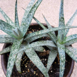 Aloe rauhii (Snowflake Aloe) - World of Succulents