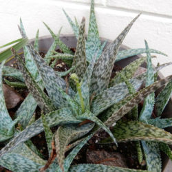 Aloe rauhii (Snowflake Aloe) - World of Succulents