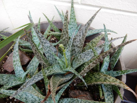 Aloe rauhii (Snowflake Aloe) - World of Succulents