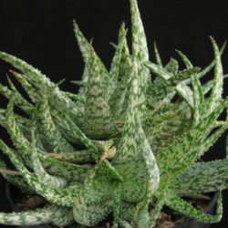 Aloe rauhii (Snowflake Aloe) - World of Succulents