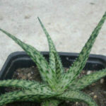 Aloe rauhii - Snowflake Aloe | World of Succulents