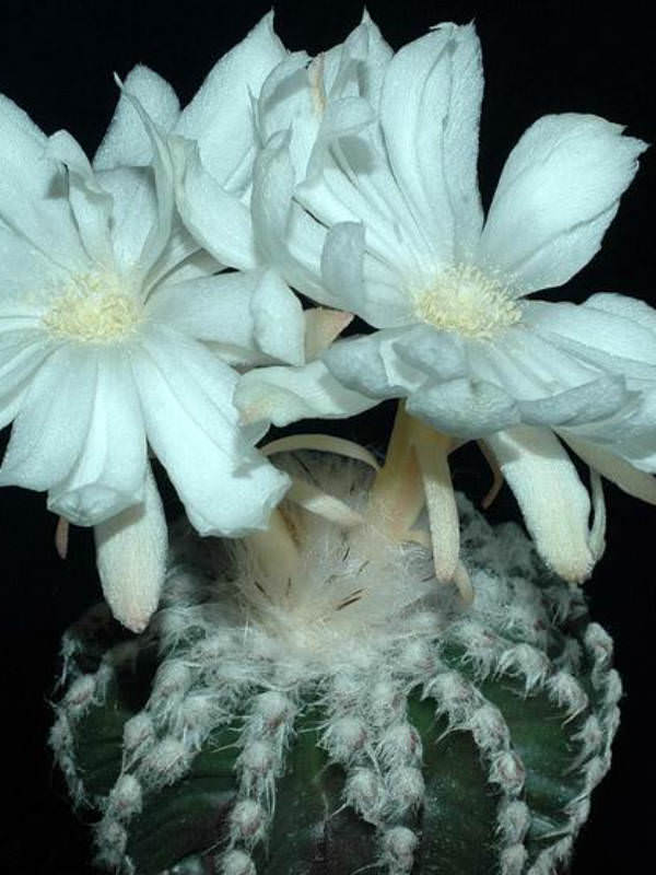 Discocactus horstii | World of Succulents