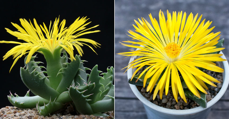 Faucaria felina (Tiger Jaws) - World of Succulents