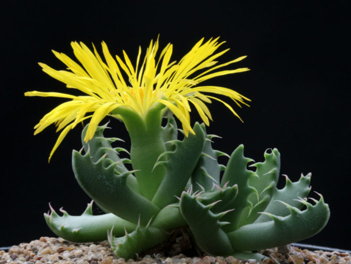 Faucaria felina (Tiger Jaws) - World of Succulents