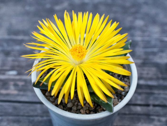 Faucaria felina (Tiger Jaws) - World of Succulents